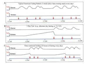 Intermittent Fasting and Time Restricted Feeding Benefit Explained ...