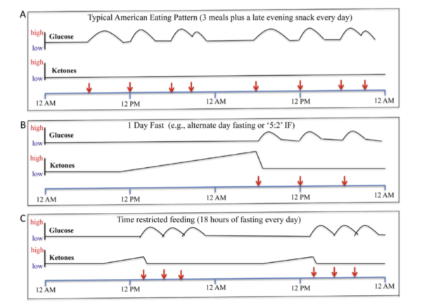 Intermittent Fasting and Time Restricted Feeding Benefit Explained ...