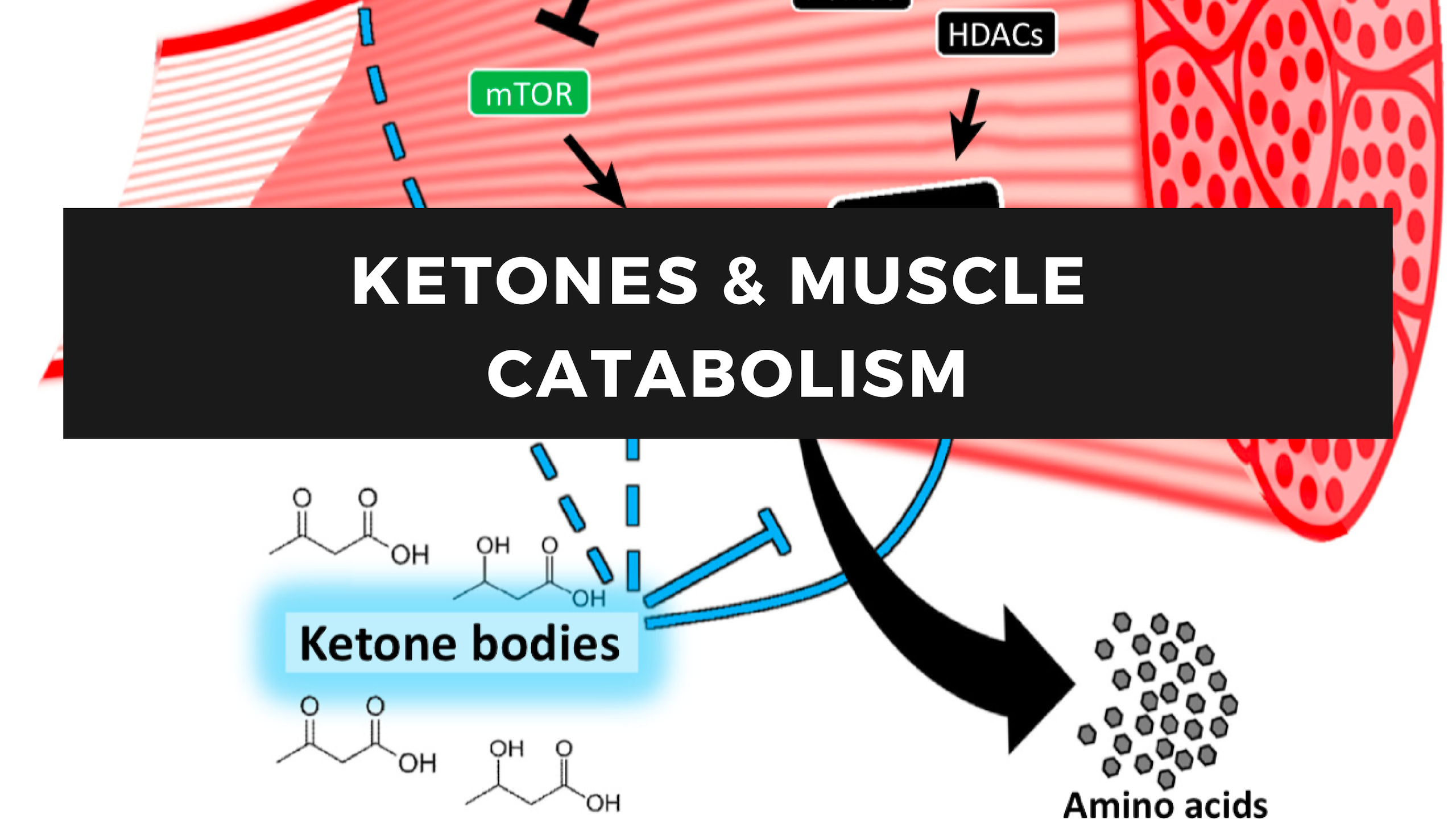 Ketones Have Anticatabolic Properties in Muscle Tissue: Implications ...